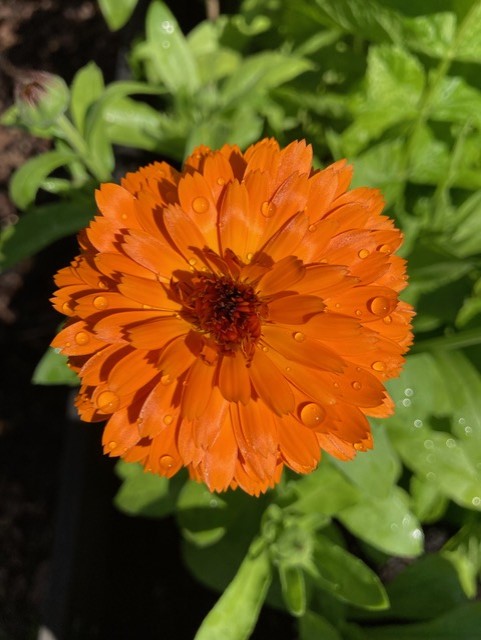 New Danish network for the History of Knowledge – LUCK Lund Centre for ...